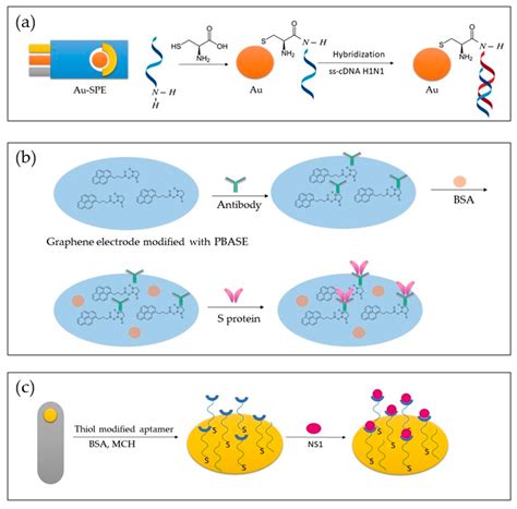 Electrochemical Impedimetric Biosensors For Virus Detection