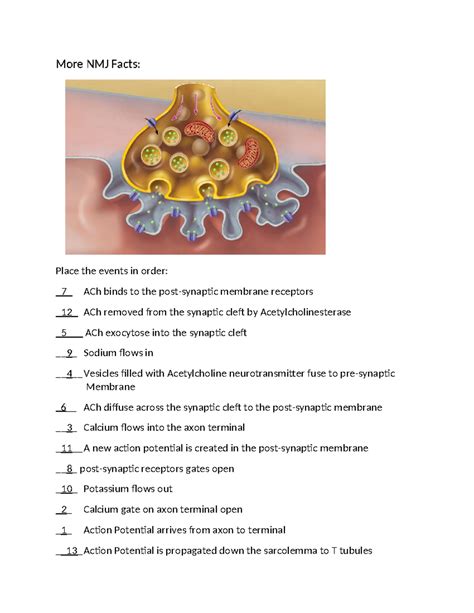Nmj Physiology Hw Nmj More Nmj Facts Place The Events In Order 7