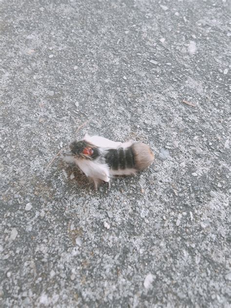 Can Somebody Please Identify This Moth Rwhatsthisbug