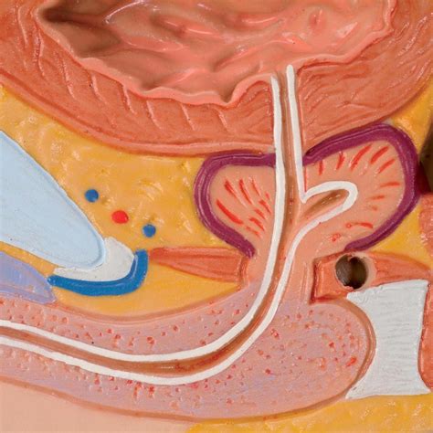 African Torso Dual Sex Part B Anatomical Parts Charts