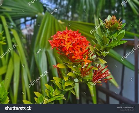 Jungle Plant Names