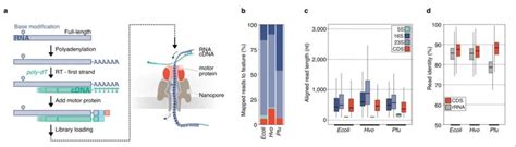Nanopore Based Native Rna Sequencing Of Prokaryotes A Key Steps Of