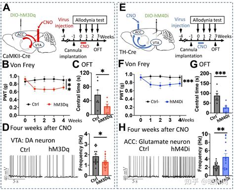 西安交通大学王昌河教授团队揭示痛觉与情绪交互调控及慢性痛长期维持的正反馈神经闭环机制 知乎