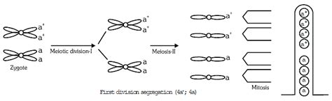 Sex Determination Biology Class NEET PDF Download