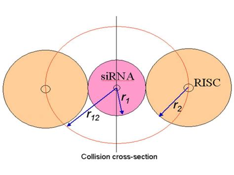 Schematic Diagram Of Sirna And Risc Molecules Download Scientific