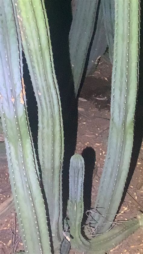 Toad Chilling In Our Cactus Rsanpedroaz