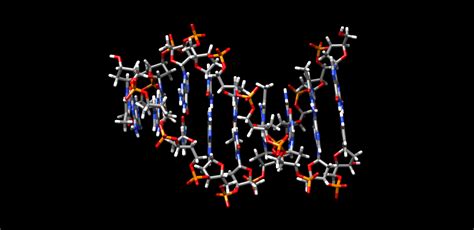 how to build pdb structure of dna researchgate