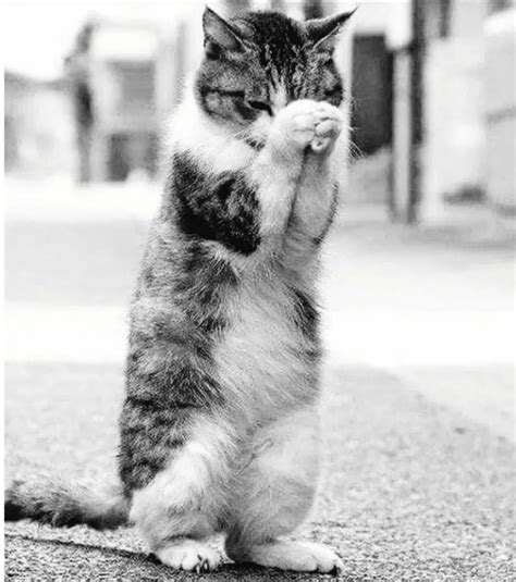 Create Meme Begging Cat Kitty Apologizes Appealing Cat Pictures