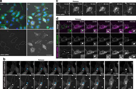 Detecting Cytosolic Delivery Of Sirna During Sub Nanomolar Sirna