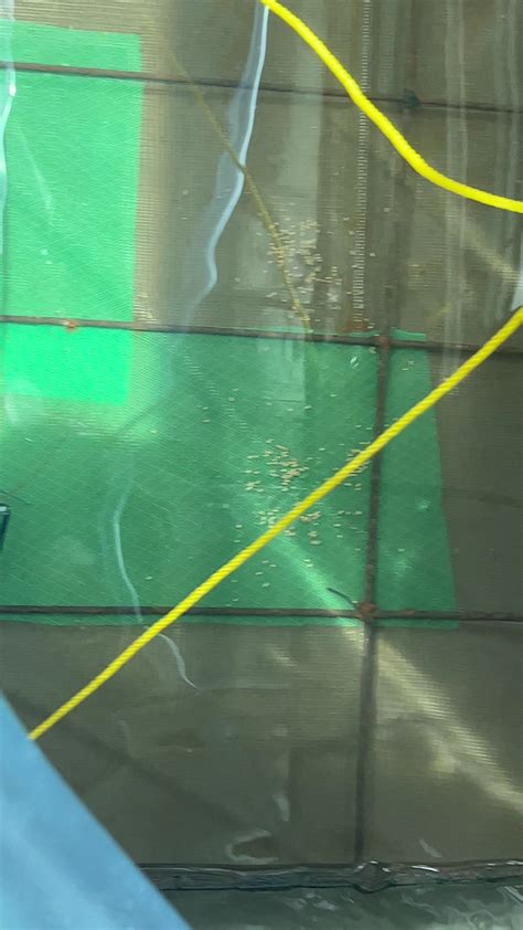 Prawn And Feed Detection Object Detection Model By Project