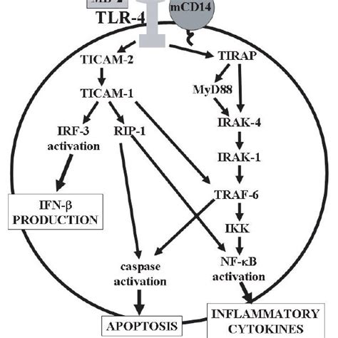 Schematic Of Tlr 4 Signal Transduction Pathways Involved In The Download Scientific Diagram
