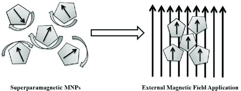 A Superparamagnetic Mnps Flip Because Of Temperature Effects In The Download Scientific
