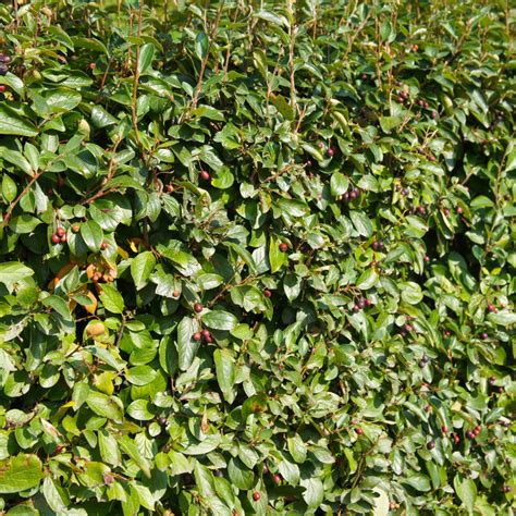 Cotoneaster For Walls And Hedges Everything Plants