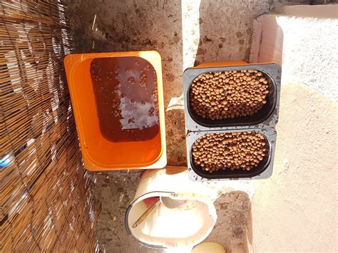 First Timer Hydroponics Dwc System 9 Steps With Pictures