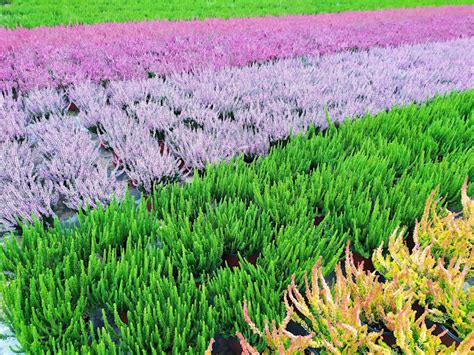 8 Opinii O Szkółka Roślin Ozdobnych Mgr Inż Iwona I Piotr Winiarczyk