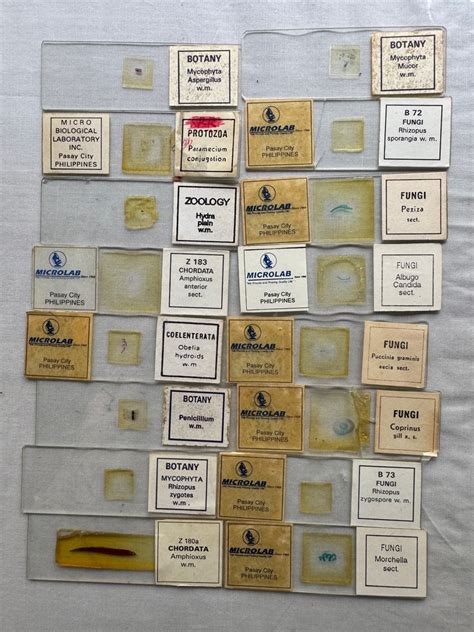 Microscopic Slides Specimen Health And Nutrition Medical Supplies