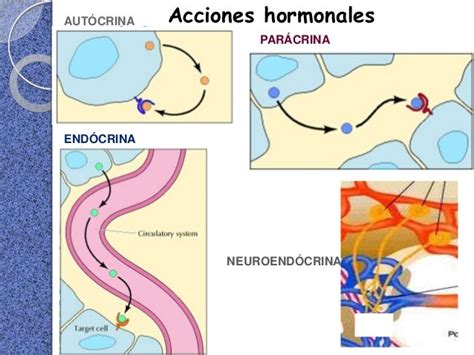 Sistema Endócrino28