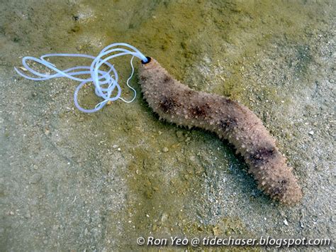 The Tide Chaser Sea Cucumbers Phylum Echinodermata Class