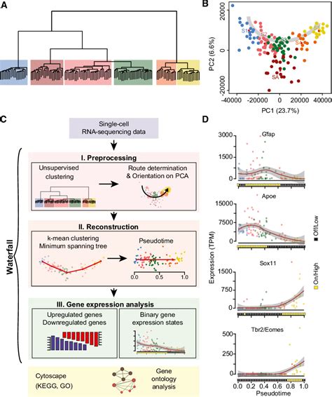 Figure 1 From Single Cell Rna Seq With Waterfall Reveals Molecular Cascades Underlying Adult