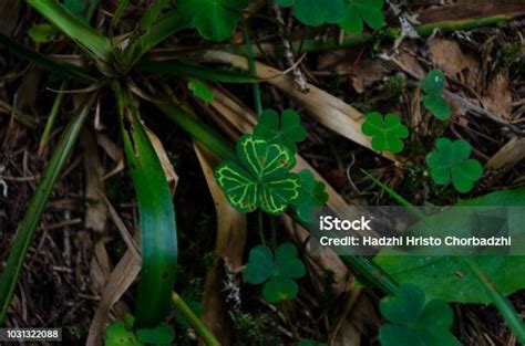 클로버 또는 드문 채색과 개미 자리의입니다 그것은 속 붉은 약 300 종의 콩과 완두콩 가족 Fabaceae에에서 꽃 식물의 구성 에서입니다 Rila 산 불가리아 0명에