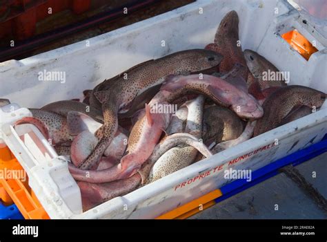 Small Spotted Catshark Harbor Haliguen Penisula Quiberon Cote