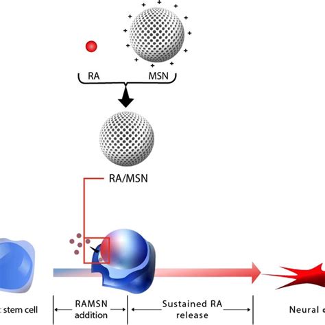 Schematic Illustration Shows The Neural Differentiation Of MESCs Download Scientific Diagram