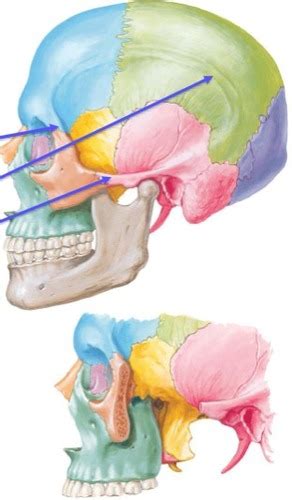 Temporal And Infratemporal Fossa Flashcards Quizlet