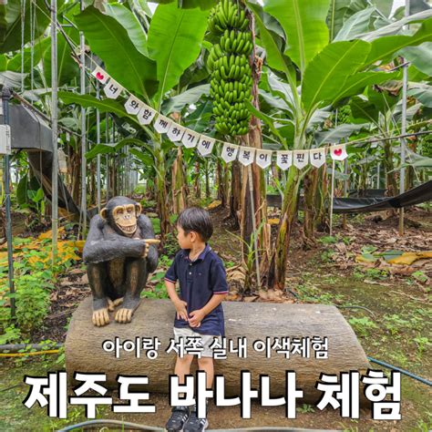 제주 농장체험 스위트몽키 제주도 서쪽 아이랑 가볼만한 곳 네이버 블로그