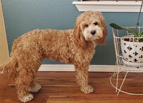 Yellow Rose Of Texas Retired Kokopelli Cockapoos