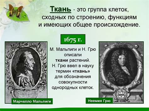 Основные и образовательные ткани растений презентация онлайн