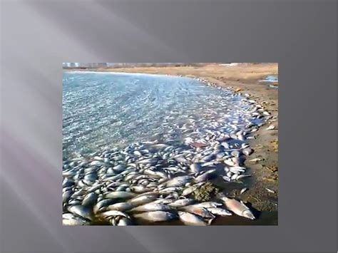 Garbage Island презентация доклад проект скачать