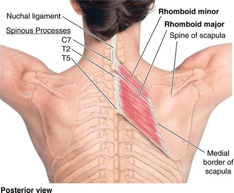 Lab Module 4 Flashcards Quizlet
