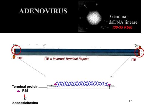 Ppt Virus A Dna Powerpoint Presentation Free Download Id3652813