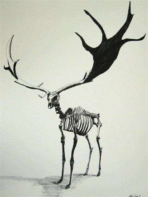 Deer Skeleton Drawing At Getdrawings Free Download