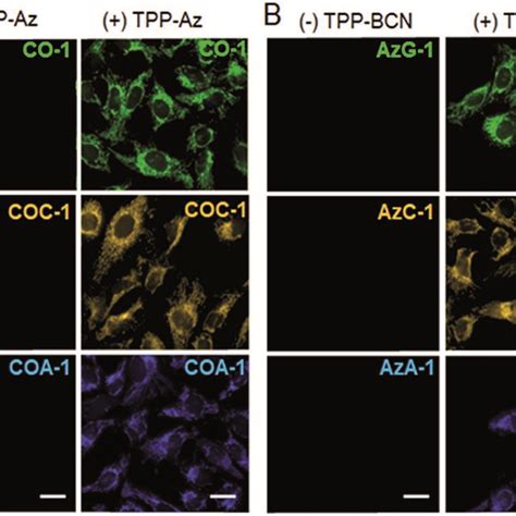 Fluorescence Imaging Of Mitochondria In Live U 2 Os Cells Labelled