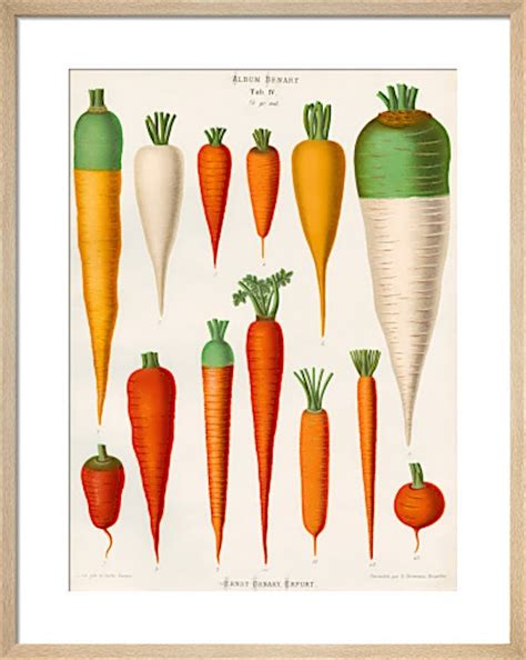 Rhs Botanical Fruit And Vegetables Art Prints King And Mcgaw