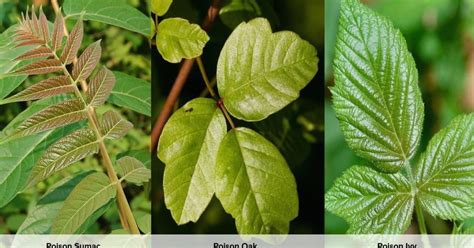 Plants That Cause Rash Identifying And Treating Plant Induced Rashes