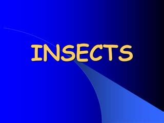 Insects Study Entomology PPT