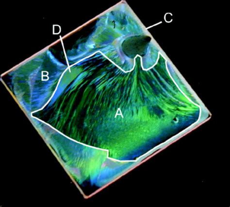Digital Photo Of A Nanosphere Array Formed From 390 Nm Diam Download Scientific Diagram