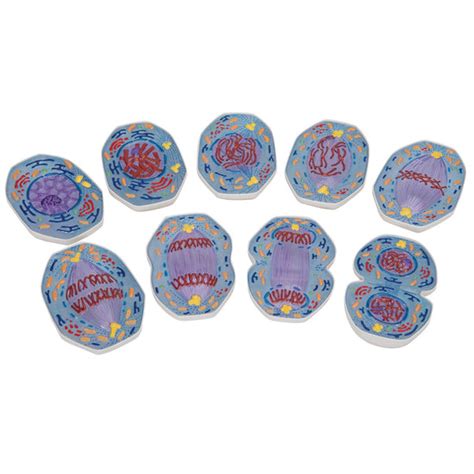 Mitosis Model R011 1013868 Mammal Cell Division Biology