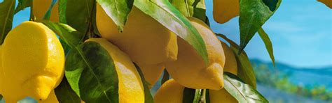 Lemon Zing Fragrant Multipurpose Disinfectant Zoflora