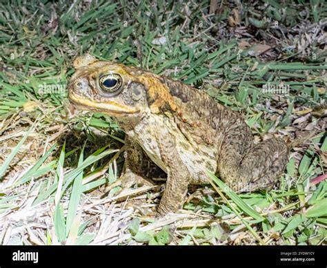 An Introduced Adult Cane Toad Rhinella Marina At Night On The