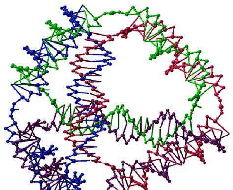 Dna Nanotechnology Involves Forming Artificial Designed Nanostructures