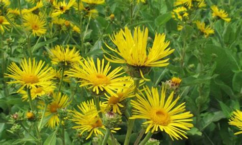 Enula Campana Inula Helenium Amaperbene It