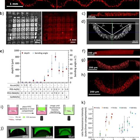 Cell Hydrogel Chamber At Quyen Elliott Blog