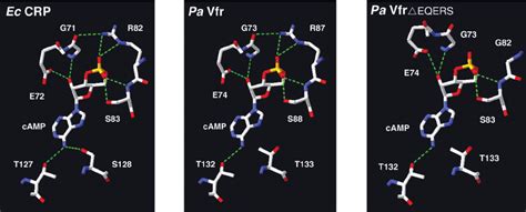 Homology Based Structural Models Of The Cnmp Binding Domains Of P Download Scientific Diagram