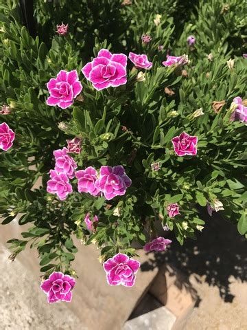 Superbells Doublette Love Swept Calibrachoa Calibrachoa Superbells