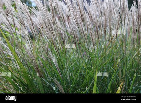 Ornamental Grass Showing Seed Heads At The Top And Grass Below Stock