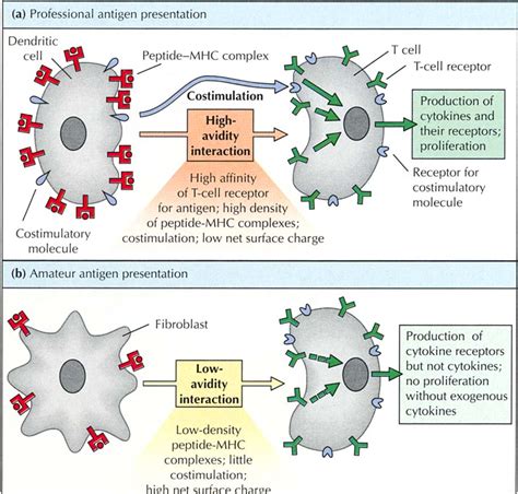Antigen Presenting Cells Definition Types Function Lesson