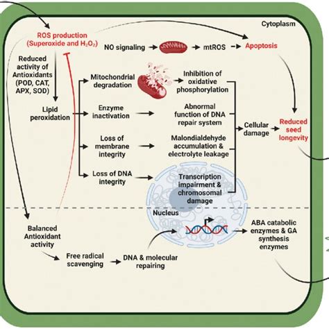 Intrinsic And Extrinsic Factors That Influence The Seed Longevity Download Scientific Diagram
